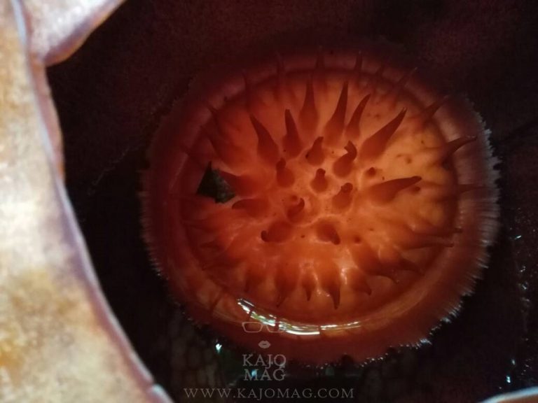 Rafflesia Plant: 10 Things You Should Know About This Distinctive ...