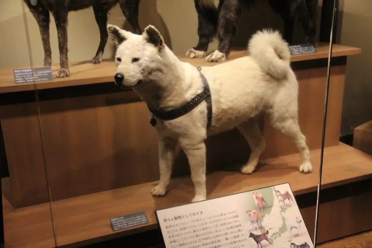 10 Iconic Dogs You Should Know In The Year Of The Dog | KajoMag