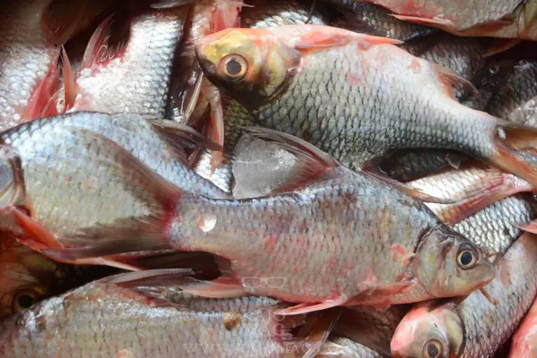 A Saturday morning at Bakun wharf cum trading post • KajoMag